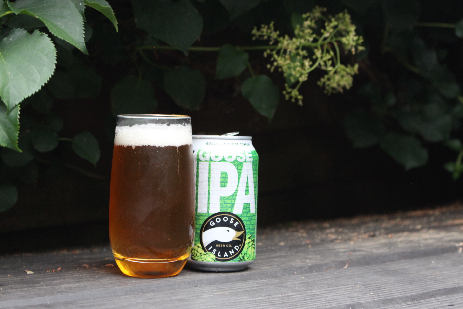 Beer Review: Goose IPA – Goose Island Beer Co. – Lorenzo Beer Reviews